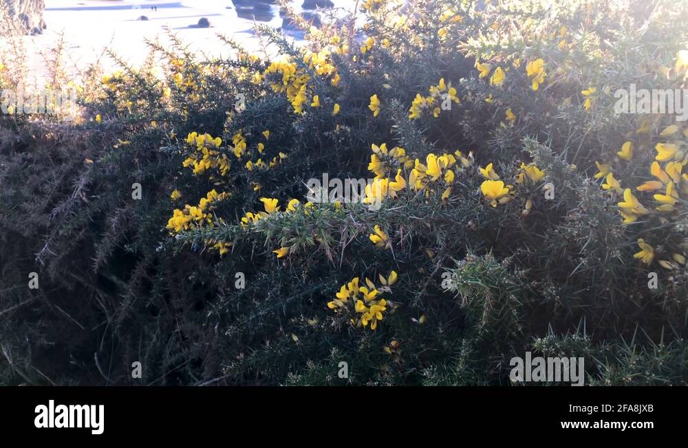 Invasive plant flowers Stock Videos & Footage - HD and 4K Video Clips ...