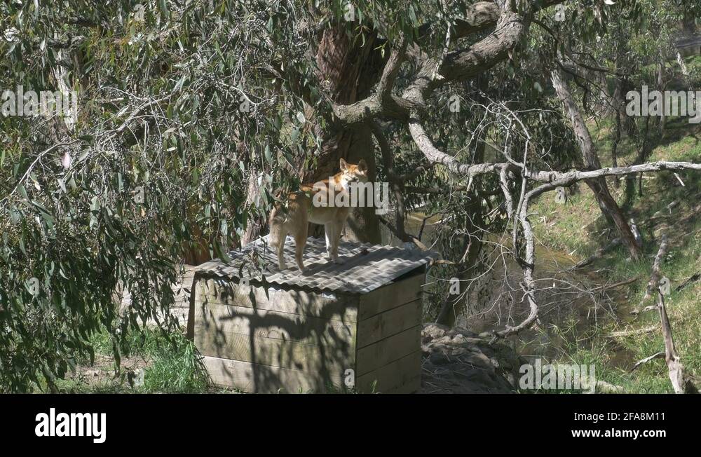 Dingos in trees Stock Videos & Footage - HD and 4K Video Clips - Alamy