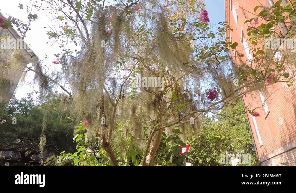 Fuzzy tree Stock Videos & Footage - HD and 4K Video Clips - Alamy