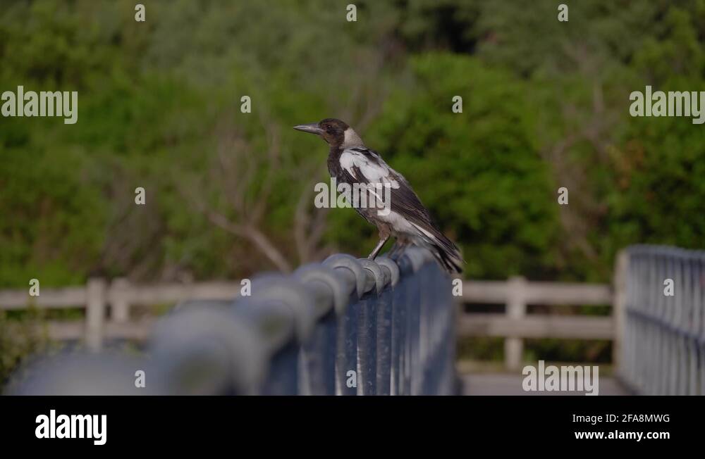 Australian magpies Stock Videos & Footage - HD and 4K Video Clips - Alamy