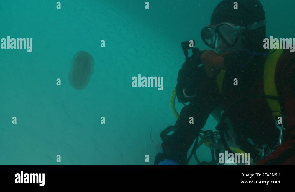 Diver touching a jellyfish swimming around him, Arctic Ocean ...