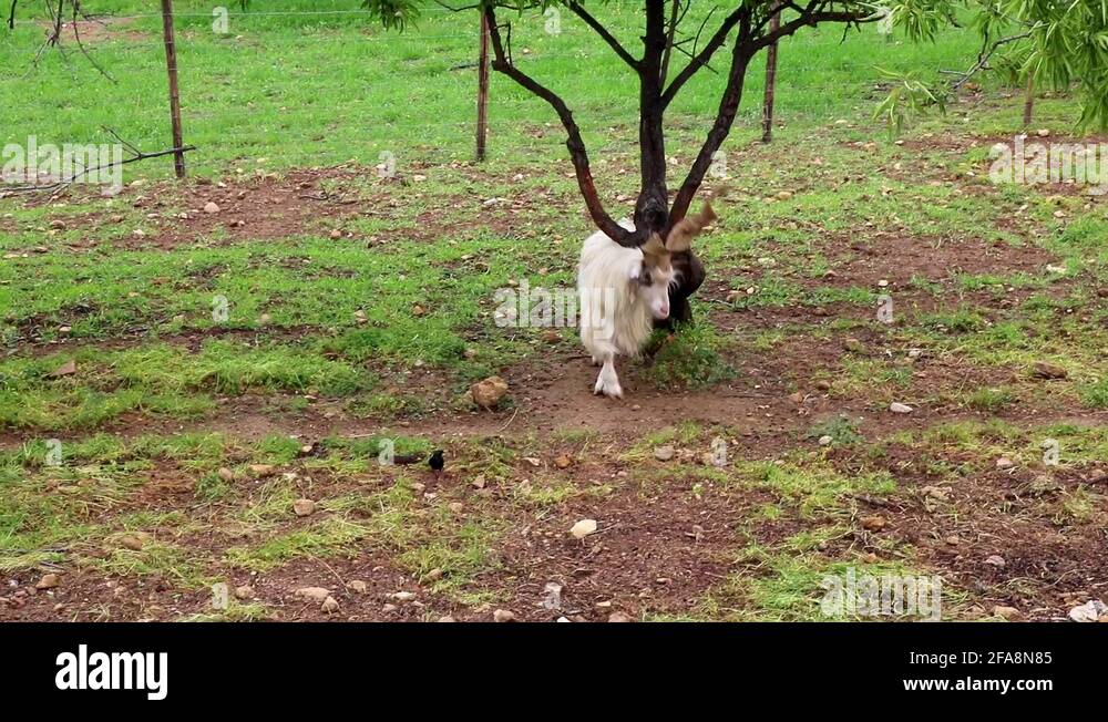 Goat scratching Stock Videos & Footage - HD and 4K Video Clips - Alamy