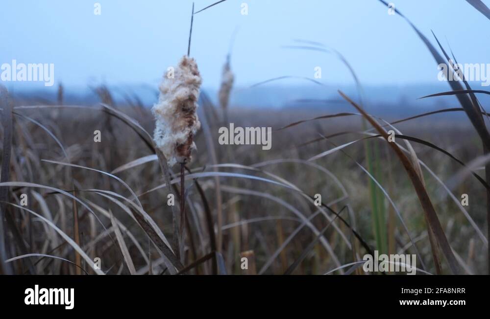 Mire mire Stock Videos & Footage - HD and 4K Video Clips - Alamy