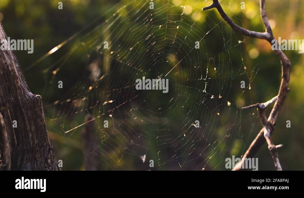 Spider in wind Stock Videos & Footage - HD and 4K Video Clips - Alamy