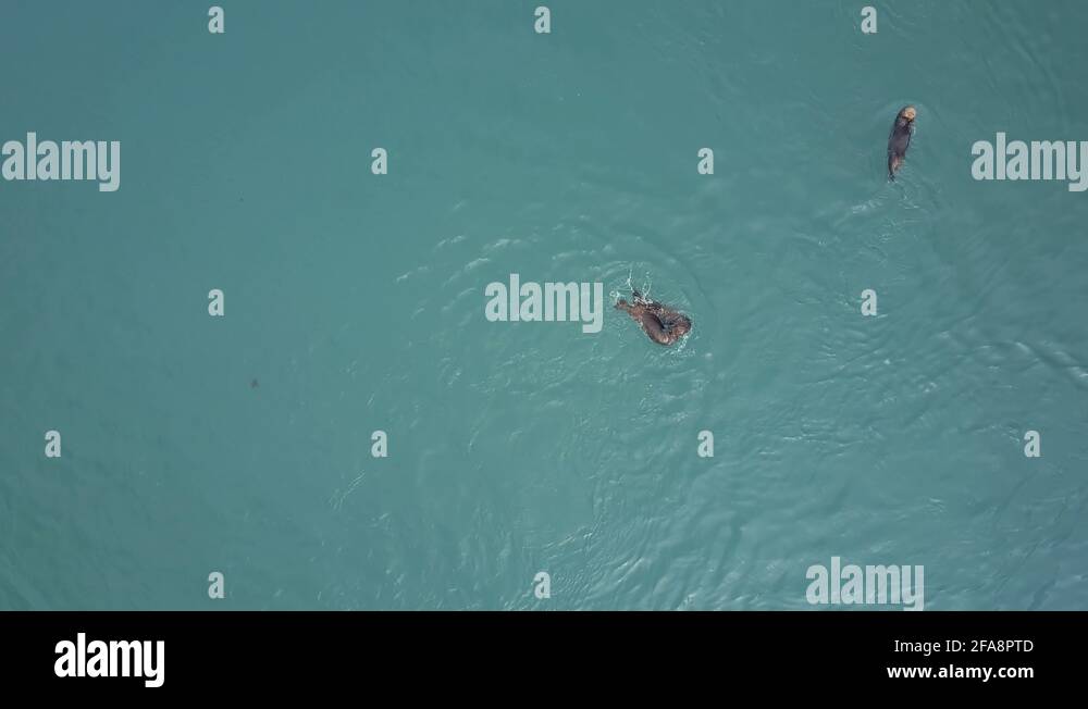 Top down view of Northern Sea Otters playing in harbor water 4k Stock ...