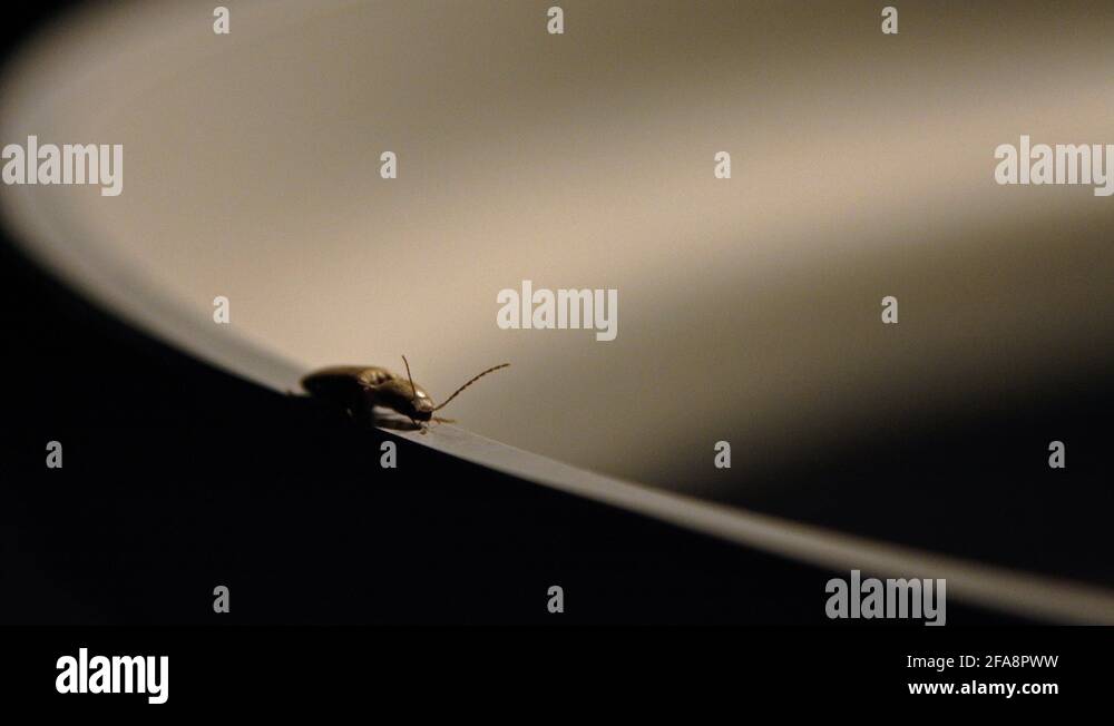 Insect feelers Stock Videos & Footage - HD and 4K Video Clips - Alamy