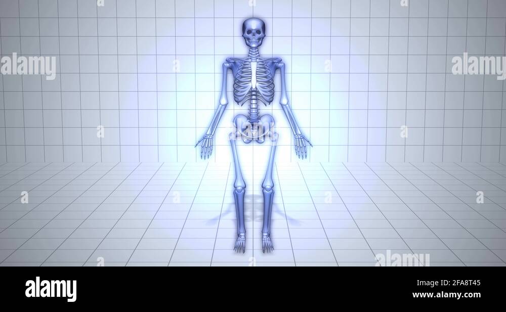 Knee joint anatomy synovial meniscus Stock Videos & Footage - HD and 4K ...