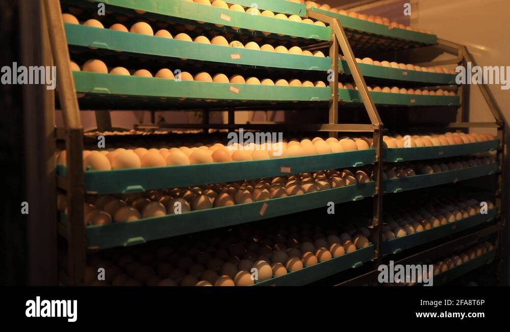 Bird hatchery Stock Videos & Footage - HD and 4K Video Clips - Alamy