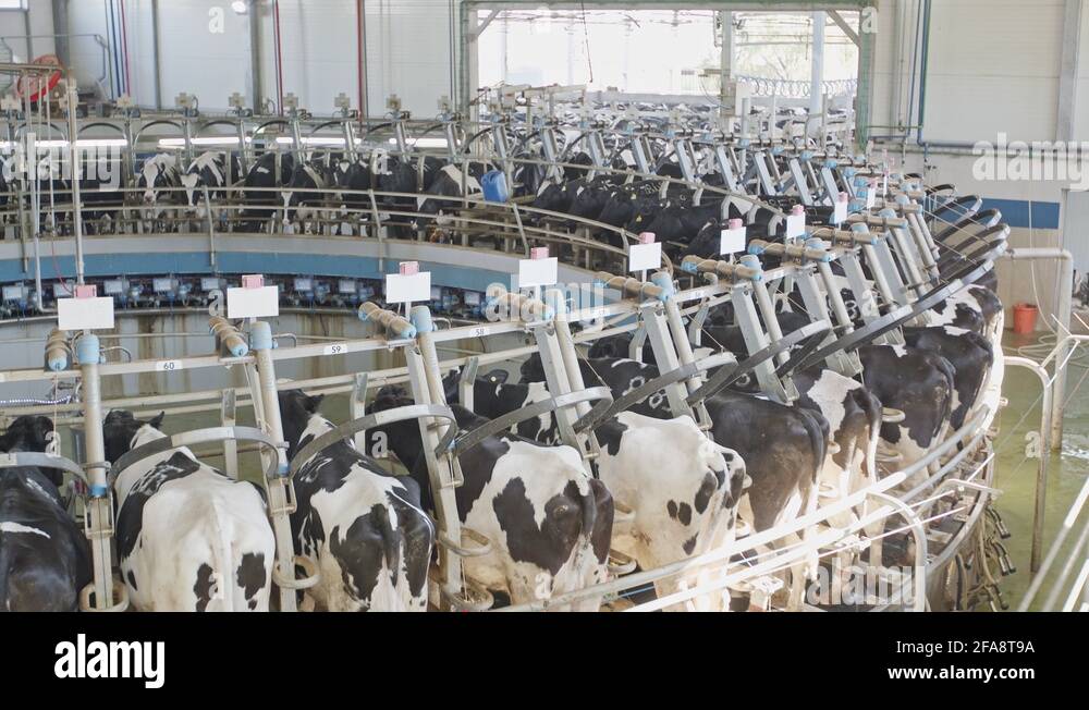 Cows during milking on a rotary milking parlor in a large dairy farm Stock Video Footage - Alamy