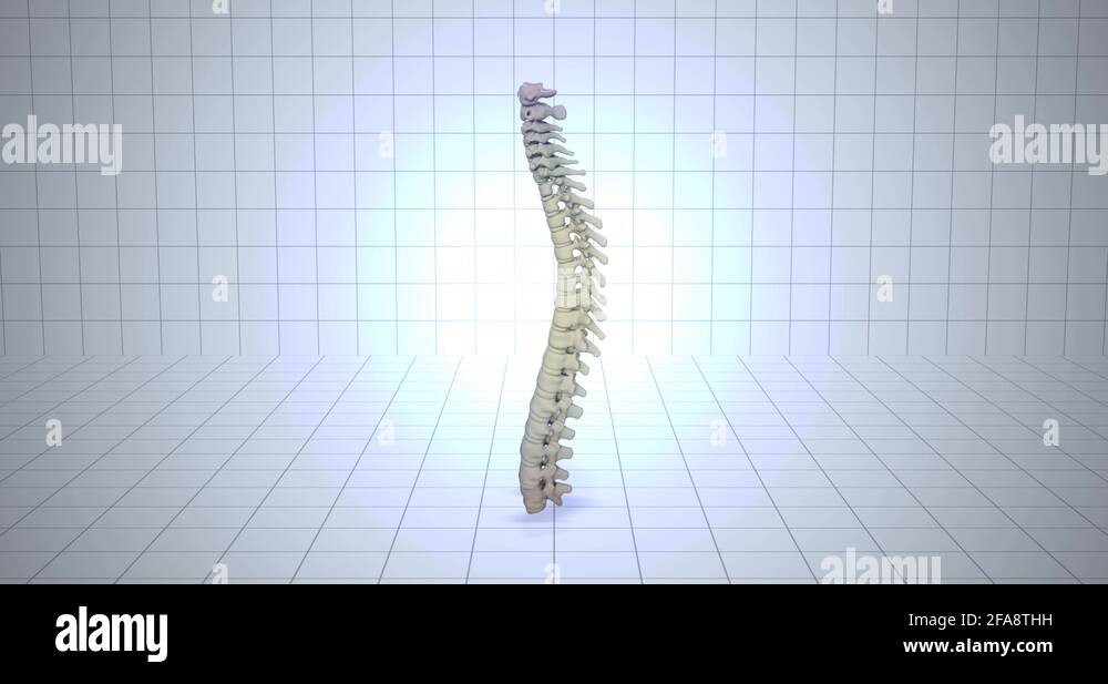 Spine anatomy Stock Videos & Footage - HD and 4K Video Clips - Alamy