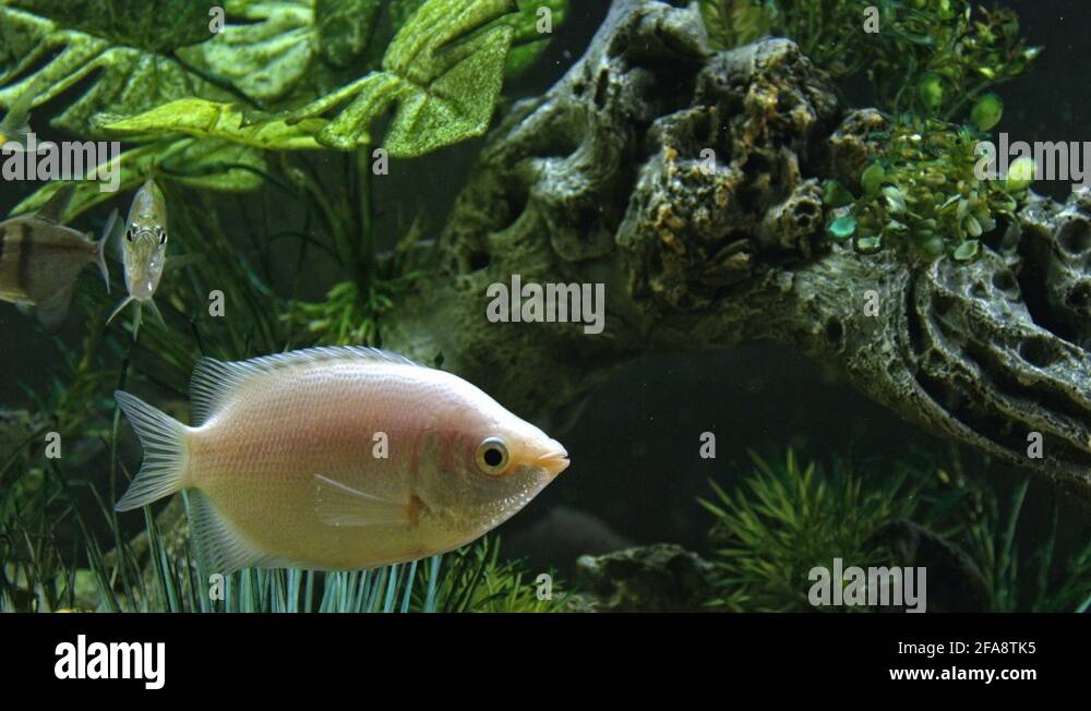 Aquarium with fish and plants Stock Videos & Footage - HD and 4K Video ...