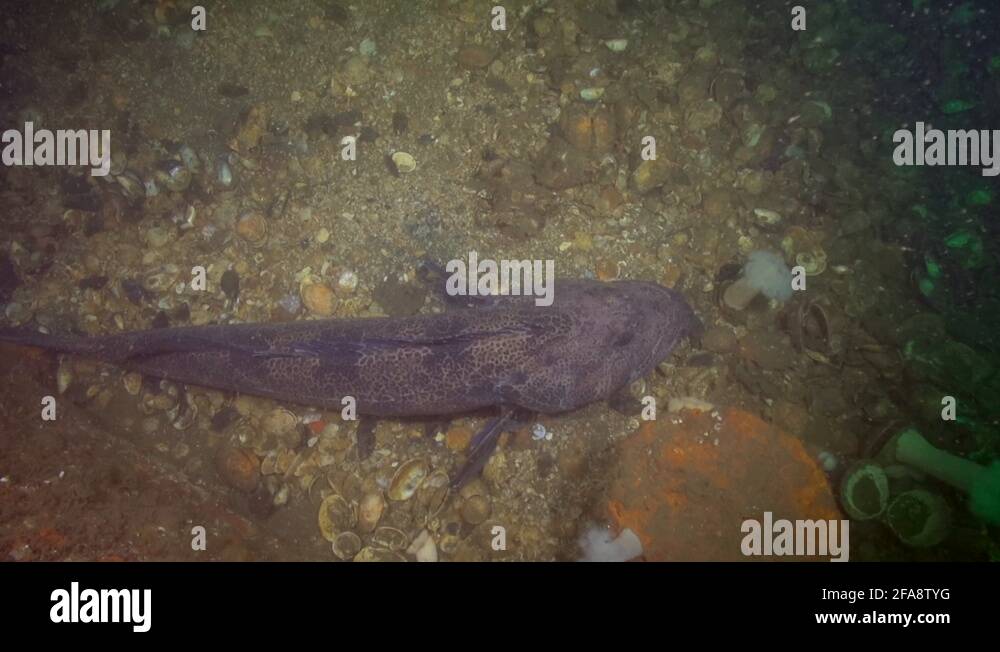 Ling cod fish Stock Videos & Footage - HD and 4K Video Clips - Alamy