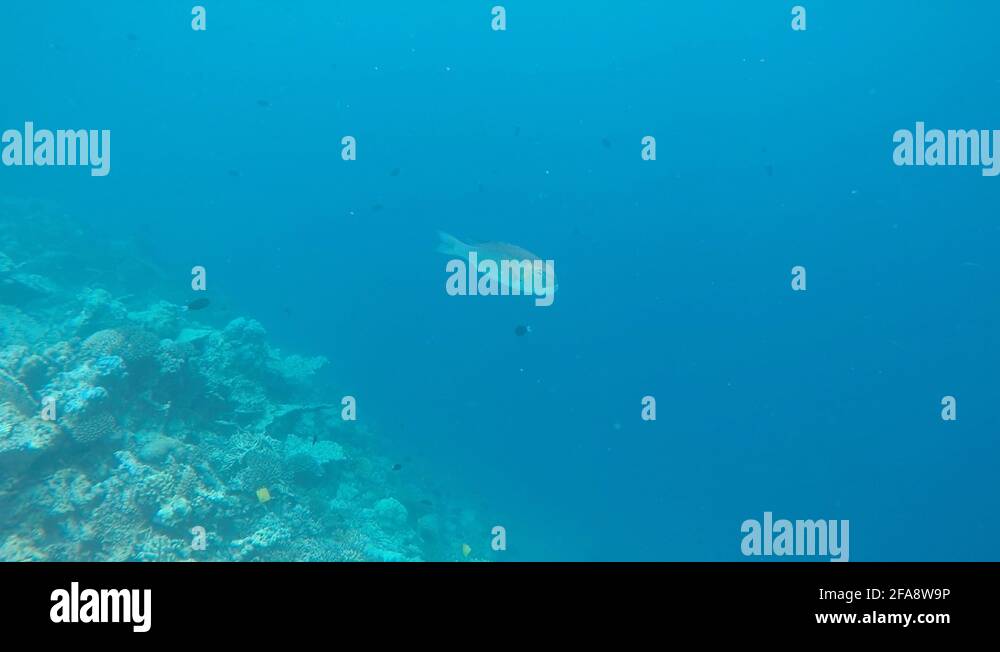 Single fish swimming in blue ocean by a reef in the Maldives Stock ...