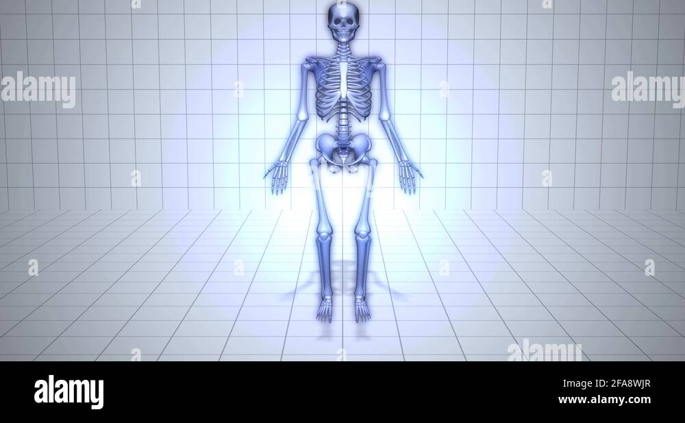 Cuneiform bones Stock Videos & Footage - HD and 4K Video Clips - Alamy