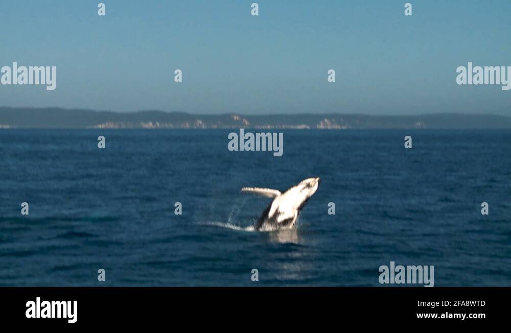 White humpback whale Stock Videos & Footage - HD and 4K Video Clips - Alamy