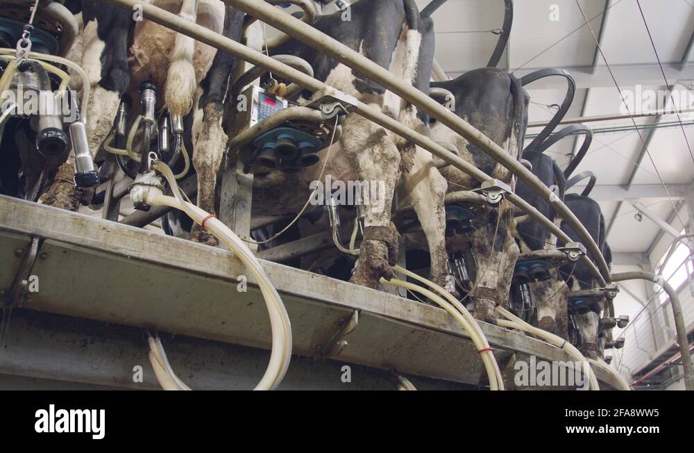Cows during milking on a rotary milking parlor in a large dairy farm ...
