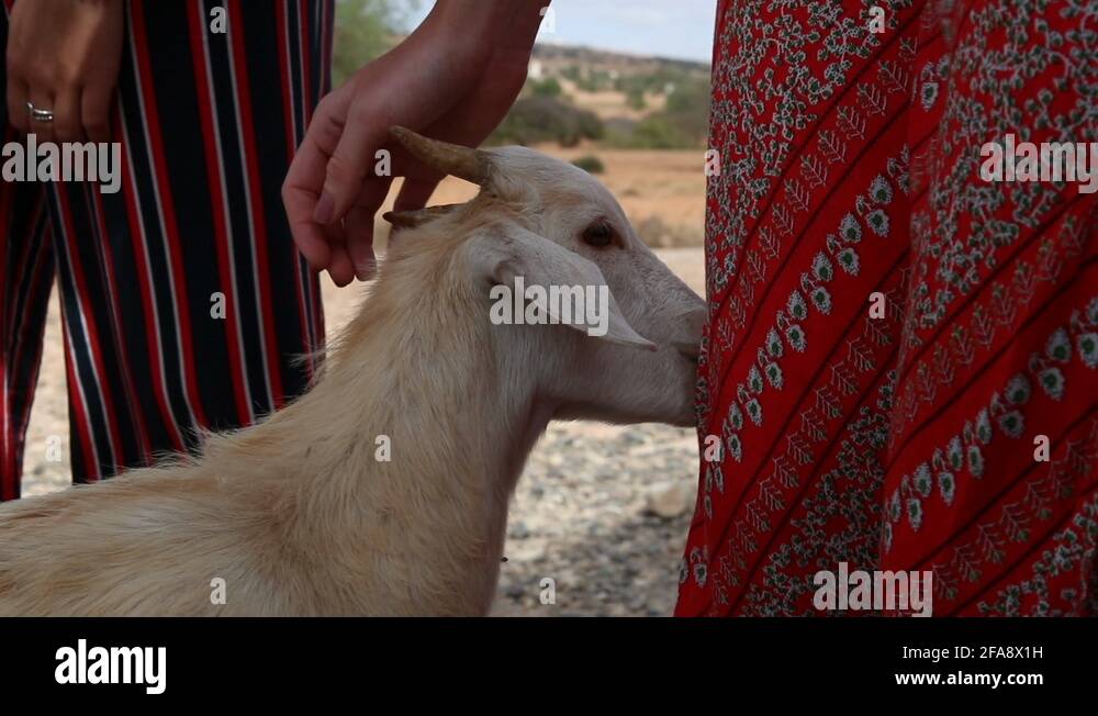 Happy goat Stock Videos & Footage - HD and 4K Video Clips - Alamy