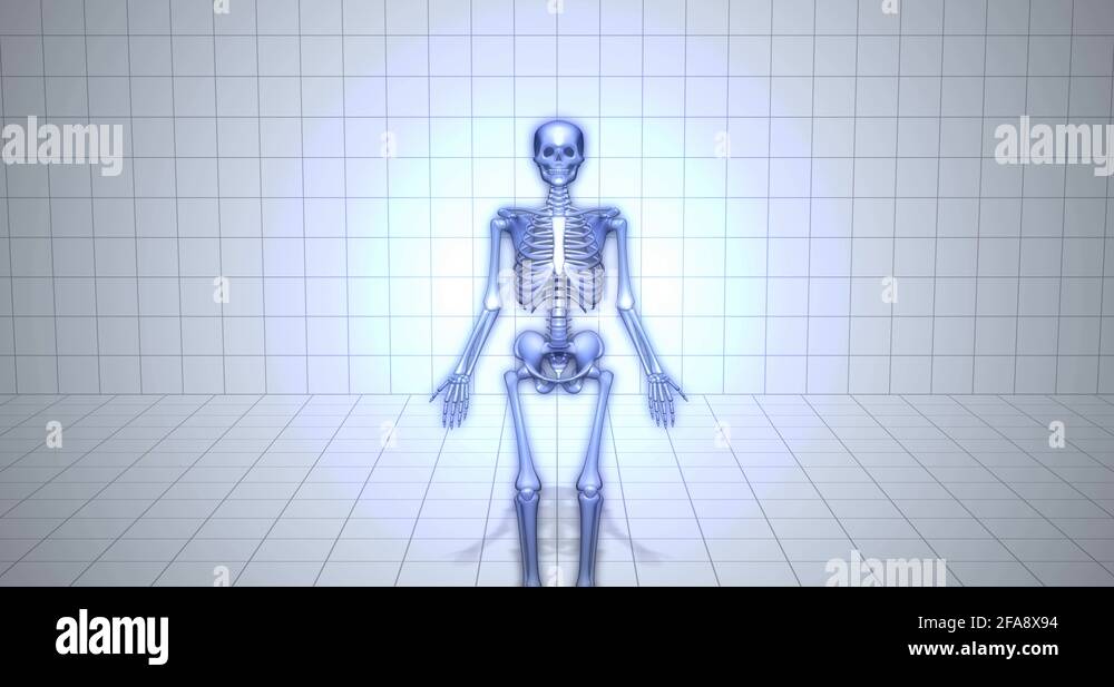 Zooming to skeleton - human anatomy concept - Ribs animation Stock ...