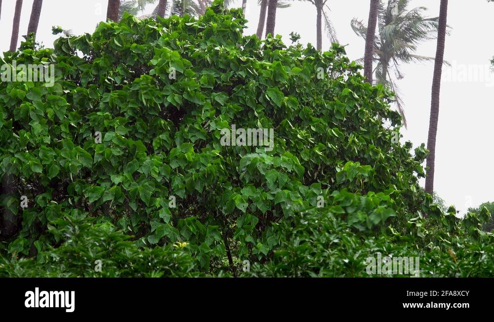 Wind bending tree Stock Videos & Footage - HD and 4K Video Clips - Alamy