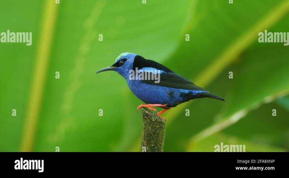 Songbird species Stock Videos & Footage - HD and 4K Video Clips - Alamy