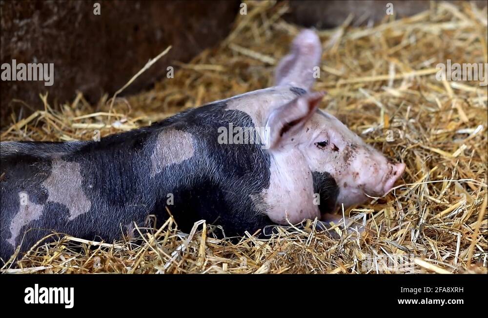 Pig in straw Stock Videos & Footage - HD and 4K Video Clips - Alamy