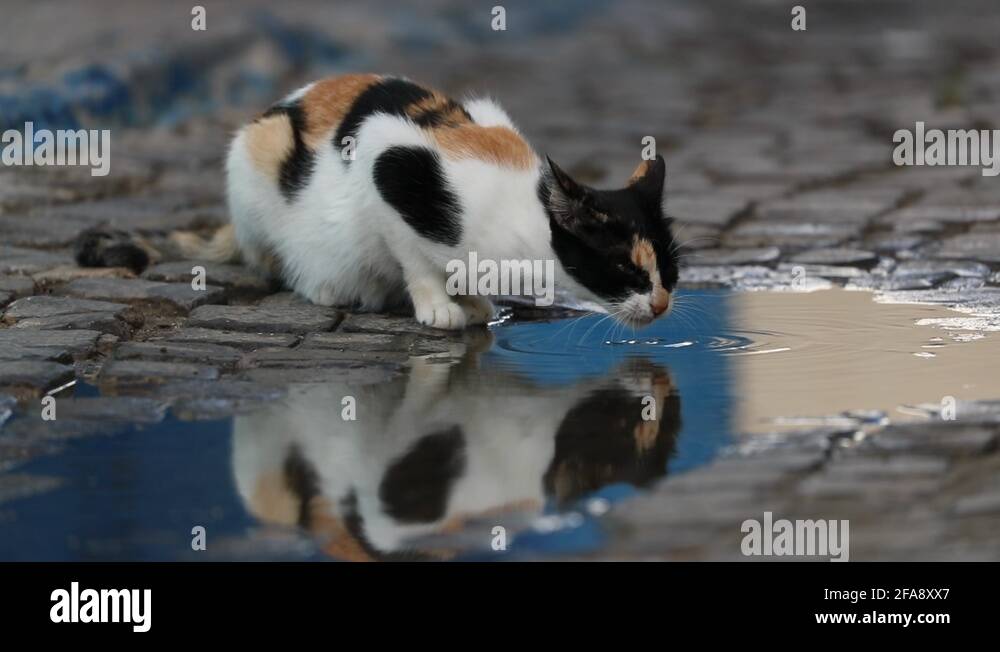 Cat reflection water Stock Videos & Footage - HD and 4K Video Clips - Alamy