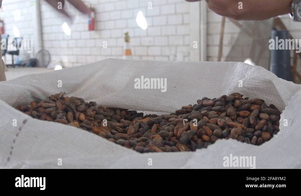 A Man Opens A Big Bag Of Cacao Beans in A Warehouse - Side View Stock ...