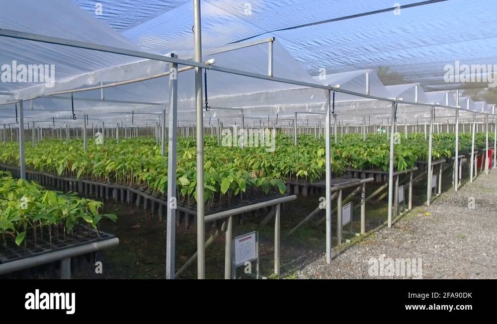 Gliding seed Stock Videos & Footage - HD and 4K Video Clips - Alamy