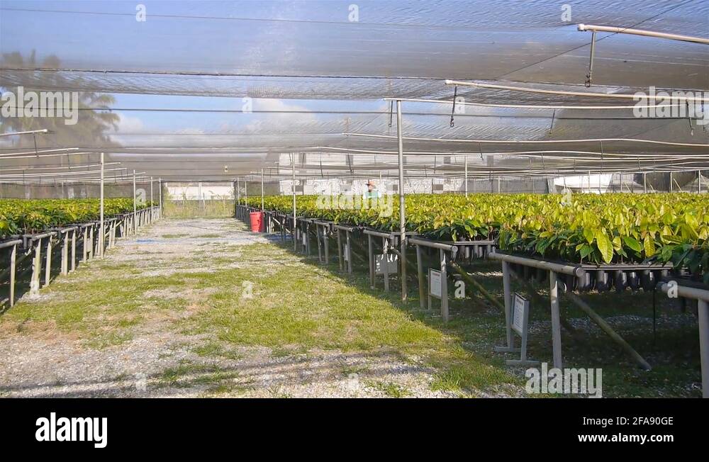 Cacao field Stock Videos & Footage - HD and 4K Video Clips - Alamy