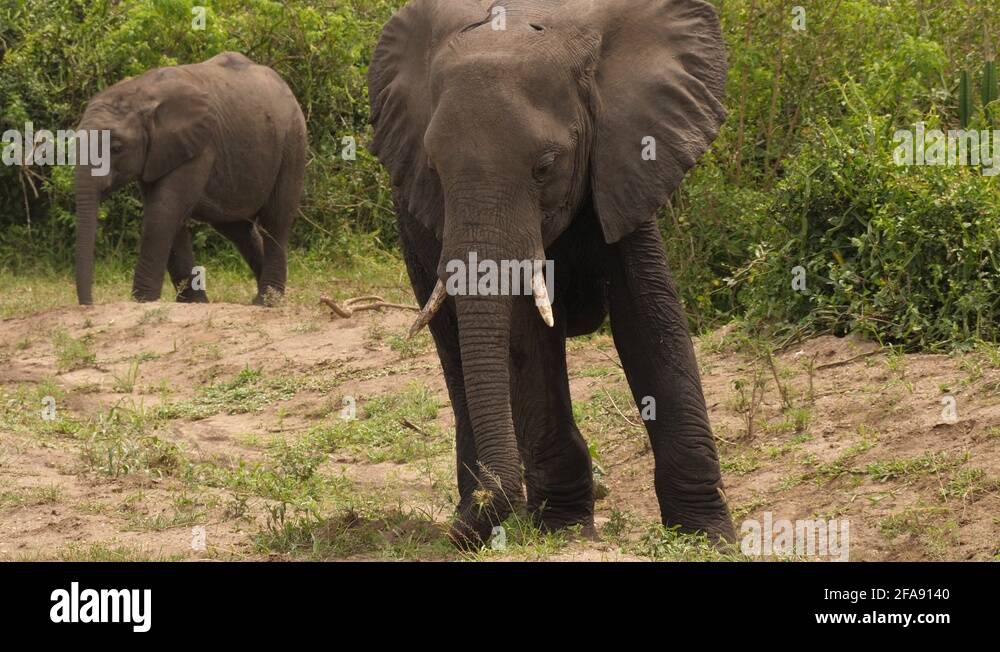 Grab grass Stock Videos & Footage - HD and 4K Video Clips - Alamy