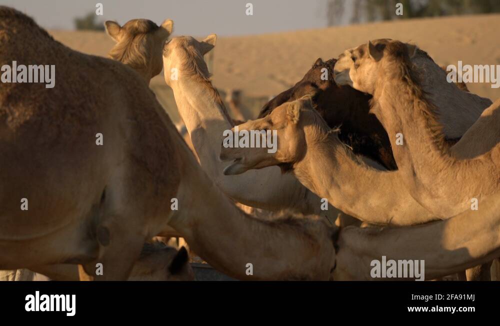 Chewing camels Stock Videos & Footage - HD and 4K Video Clips - Alamy