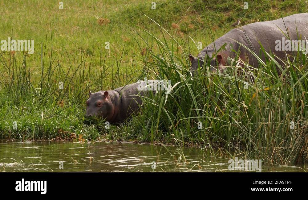 Hippo in kazinga channel in Stock Videos & Footage - HD and 4K Video ...