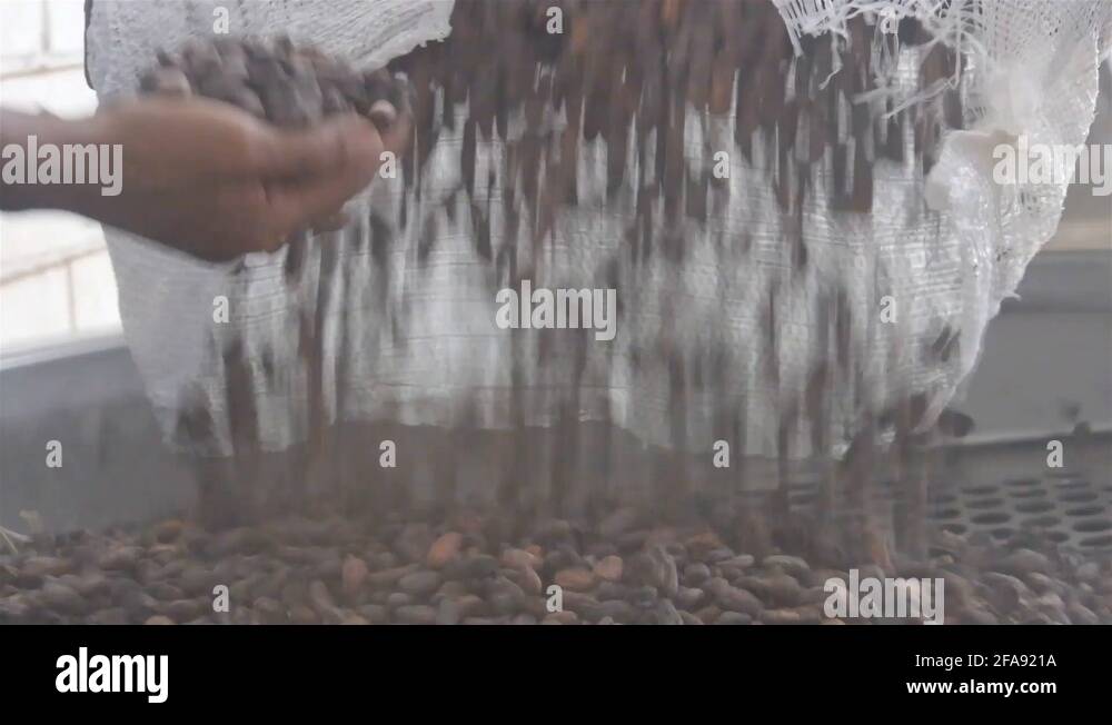 Cleaning Of Cacao Beans On A Machine in A Warehouse - Side View Stock ...