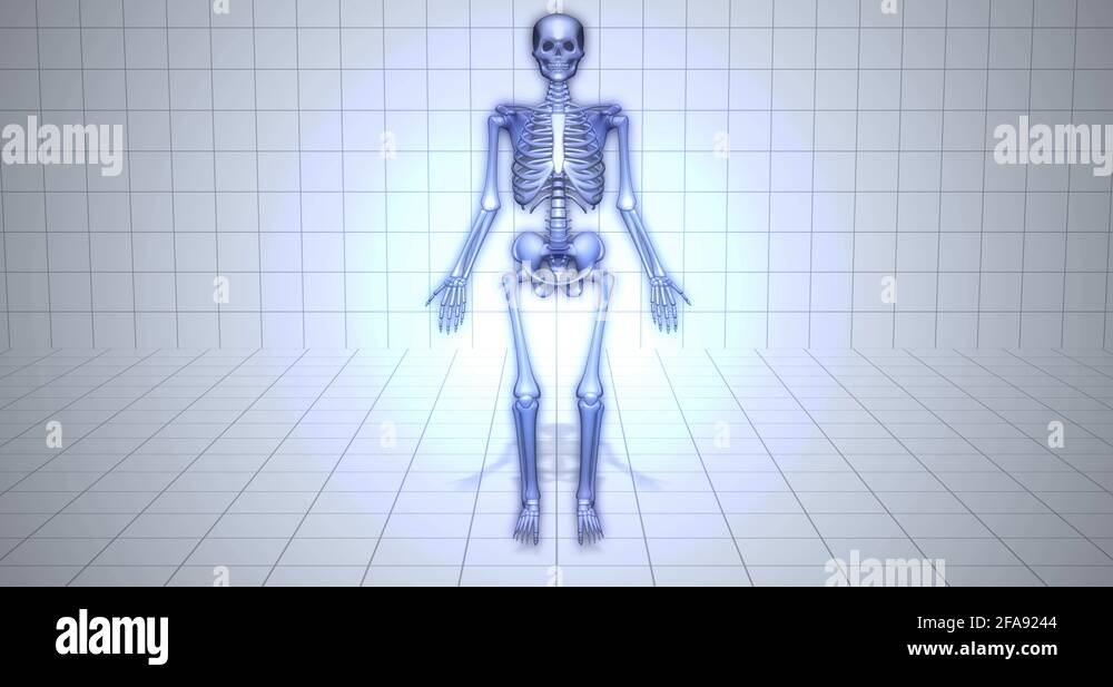 Tibia bone anatomy Stock Videos & Footage - HD and 4K Video Clips - Alamy