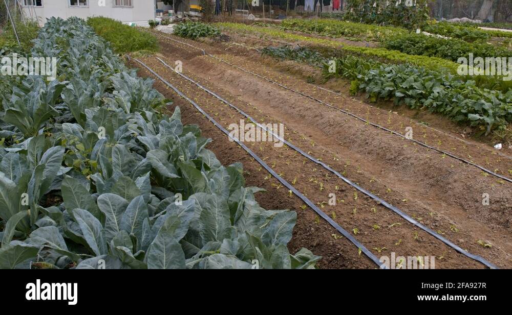 Countryside hong kong rural Stock Videos & Footage - HD and 4K Video ...