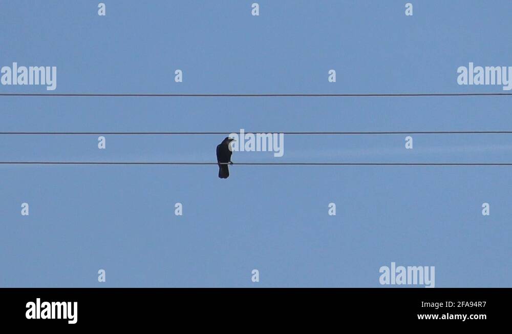 Line of crows Stock Videos & Footage - HD and 4K Video Clips - Alamy