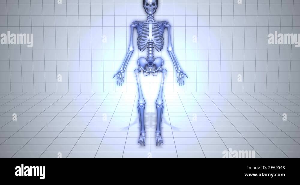 Visualization Skeleton medical animation - Metatarsal Bone Stock Video ...