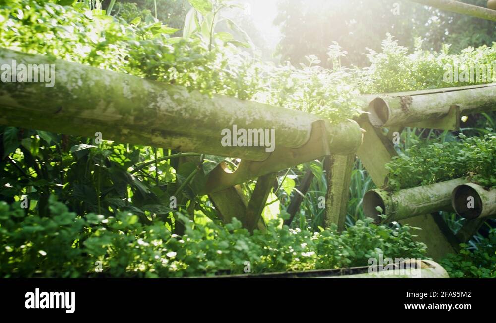 Cilantro garden Stock Videos & Footage - HD and 4K Video Clips - Alamy