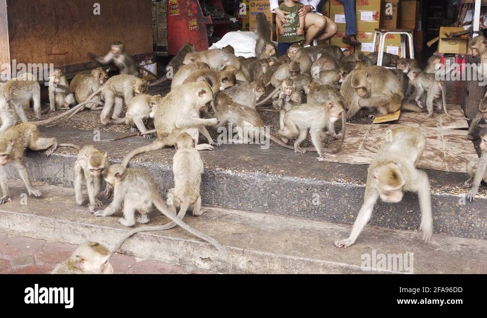 Chimpanzee road Stock Videos & Footage - HD and 4K Video Clips - Alamy