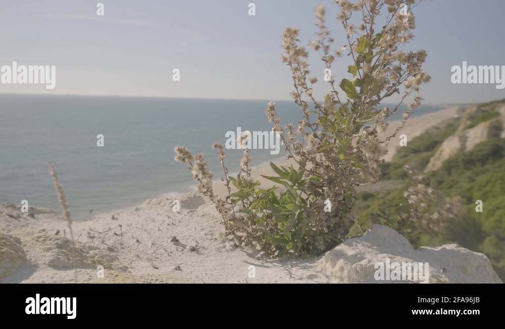 Sea edge plant Stock Videos & Footage - HD and 4K Video Clips - Alamy