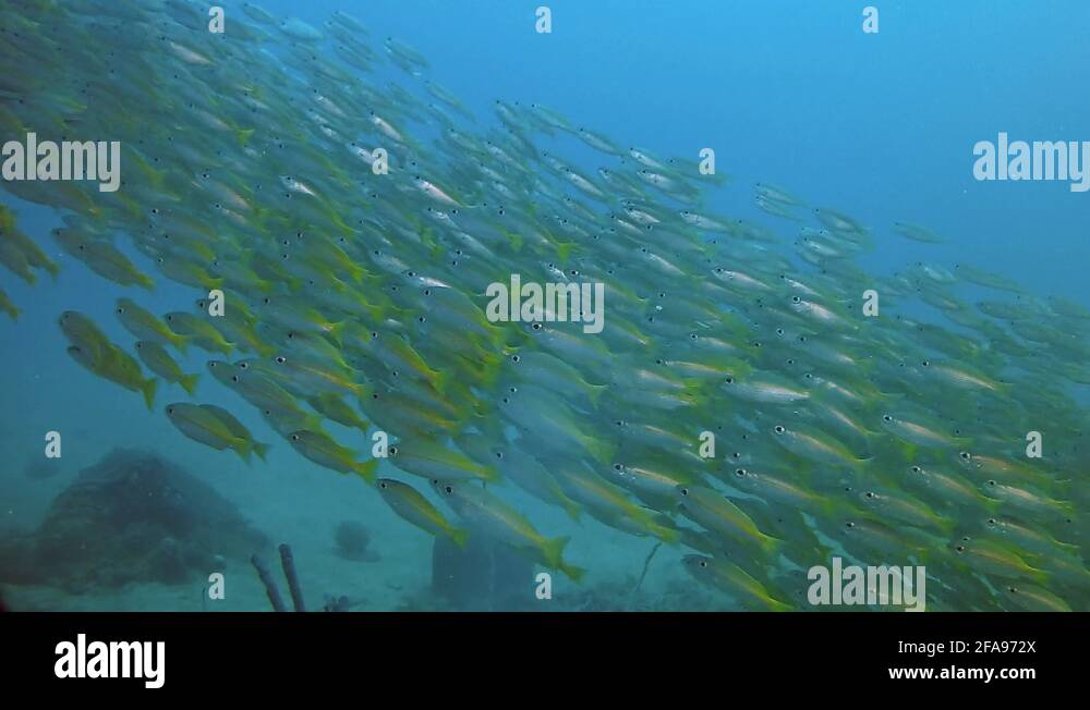 Indian ocean marine life Stock Videos & Footage - HD and 4K Video Clips ...