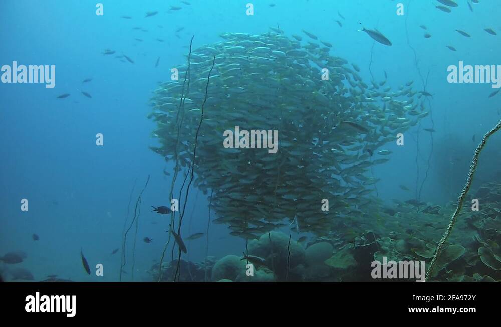 Indian Ocean life Fusiliers fishes baitball - Scuba diving in ...