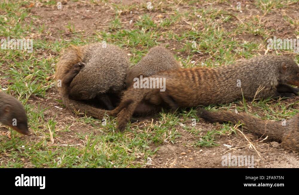 Herpestidae family Stock Videos & Footage - HD and 4K Video Clips - Alamy