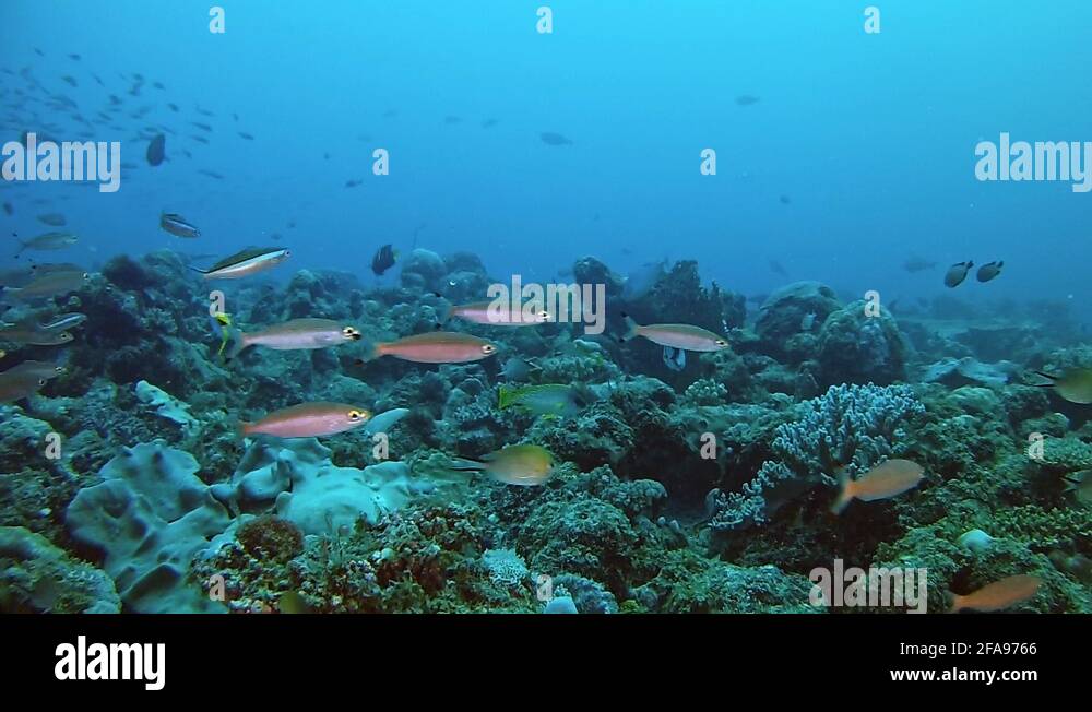 Coral reef madagascar Stock Videos & Footage - HD and 4K Video Clips ...