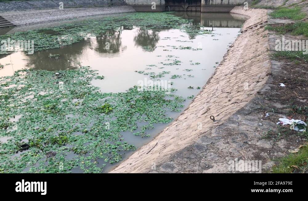 Large group of water plant floating on water inside a reservoir. PAN ...
