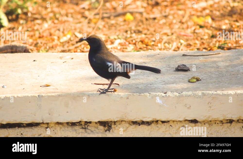 Indian robin bird Stock Videos & Footage - HD and 4K Video Clips - Alamy