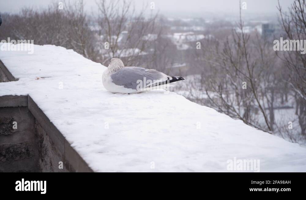 Snowy ledge Stock Videos & Footage - HD and 4K Video Clips - Alamy