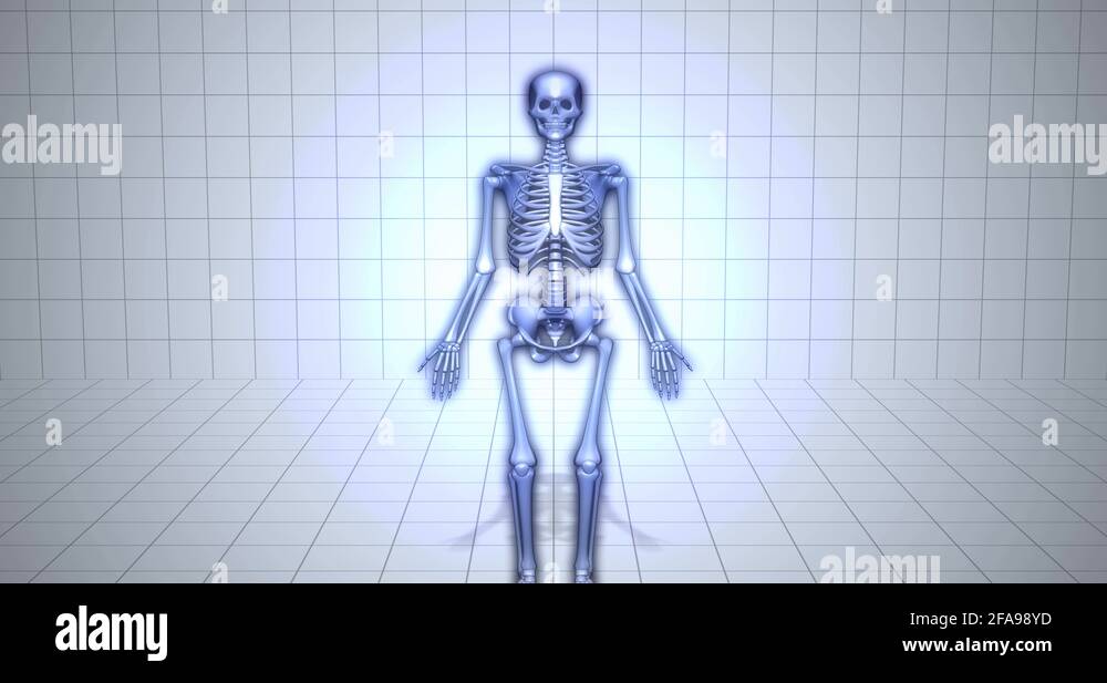 Anatomy of the human bones Stock Videos & Footage - HD and 4K Video ...