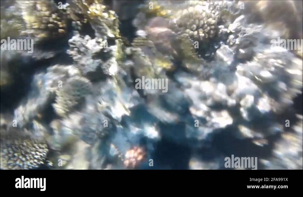 Coral reef on egypt Stock Videos & Footage - HD and 4K Video Clips - Alamy