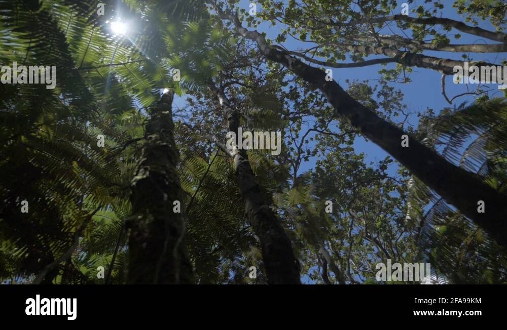 Rainforest canopy layers Stock Videos & Footage - HD and 4K Video Clips ...